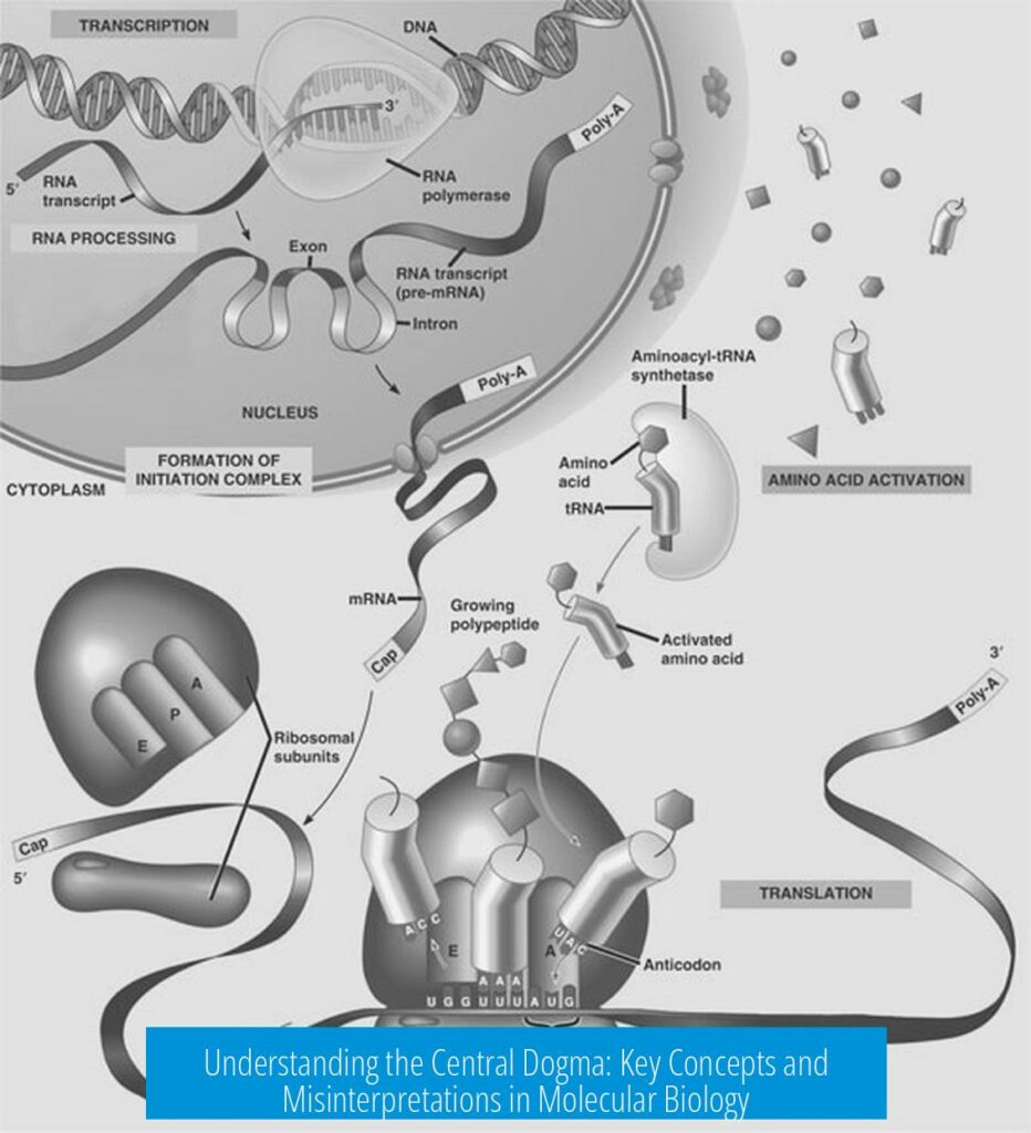 Understanding the Central Dogma: Key Concepts and Misinterpretations in ...