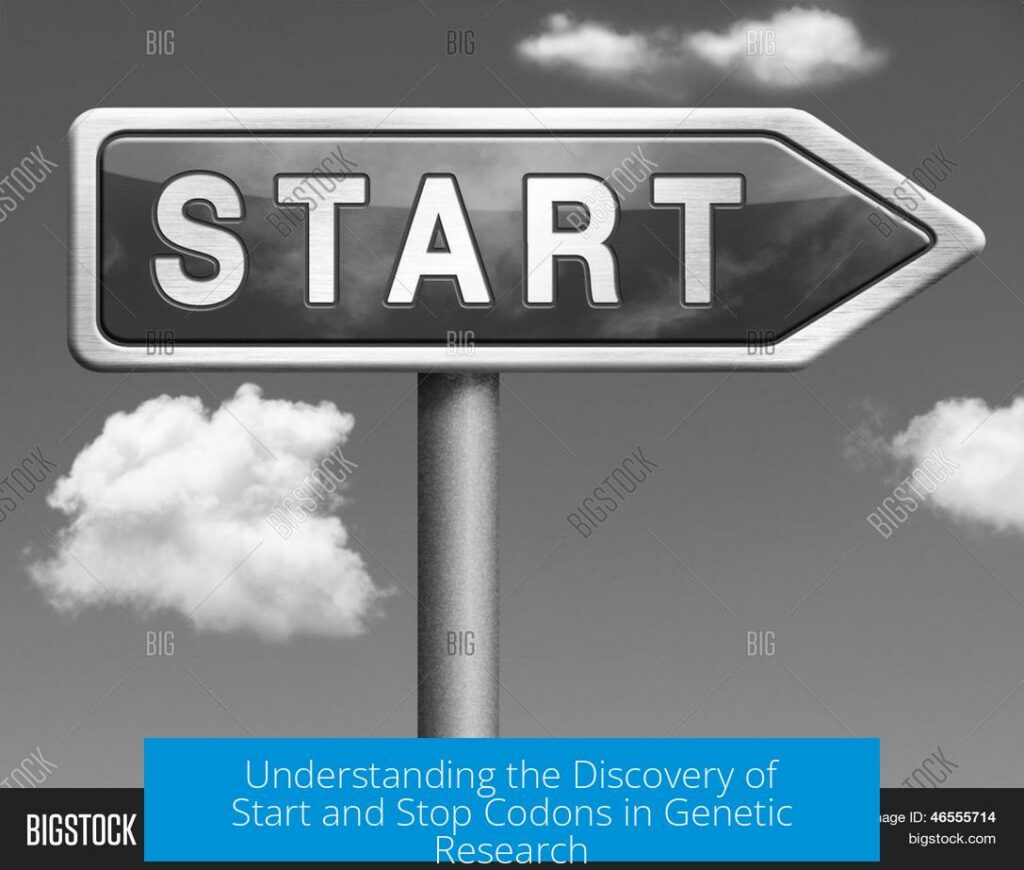 Understanding the Discovery of Start and Stop Codons in Genetic ...