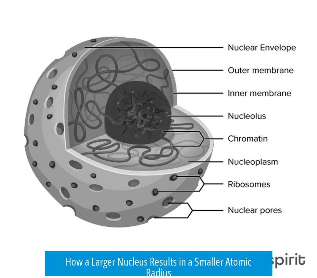 How a Larger Nucleus Results in a Smaller Atomic Radius – ChemCafe ...