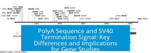 PolyA Sequence and SV40 Termination Signal: Key Differences and ...