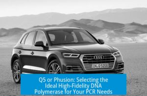 Q5 or Phusion: Selecting the Ideal High-Fidelity DNA Polymerase for ...
