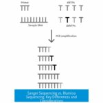 Sanger Sequencing vs. Illumina Sequencing: Key Differences and Considerations – ChemCafe ...