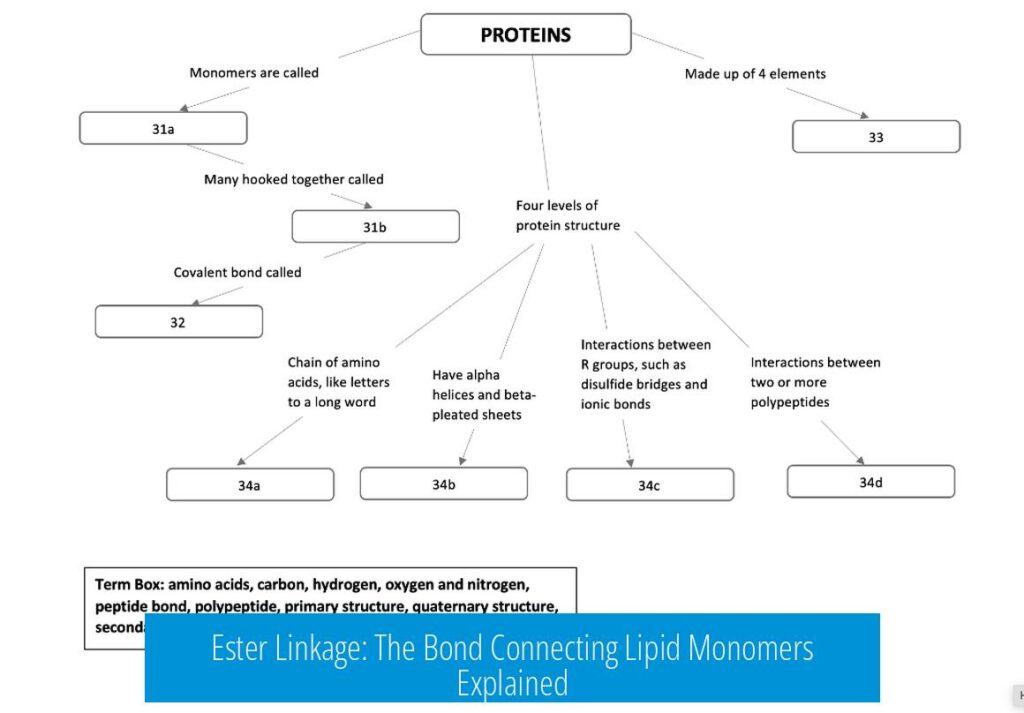 Ester Linkage: The Bond Connecting Lipid Monomers Explained – ChemCafe ...