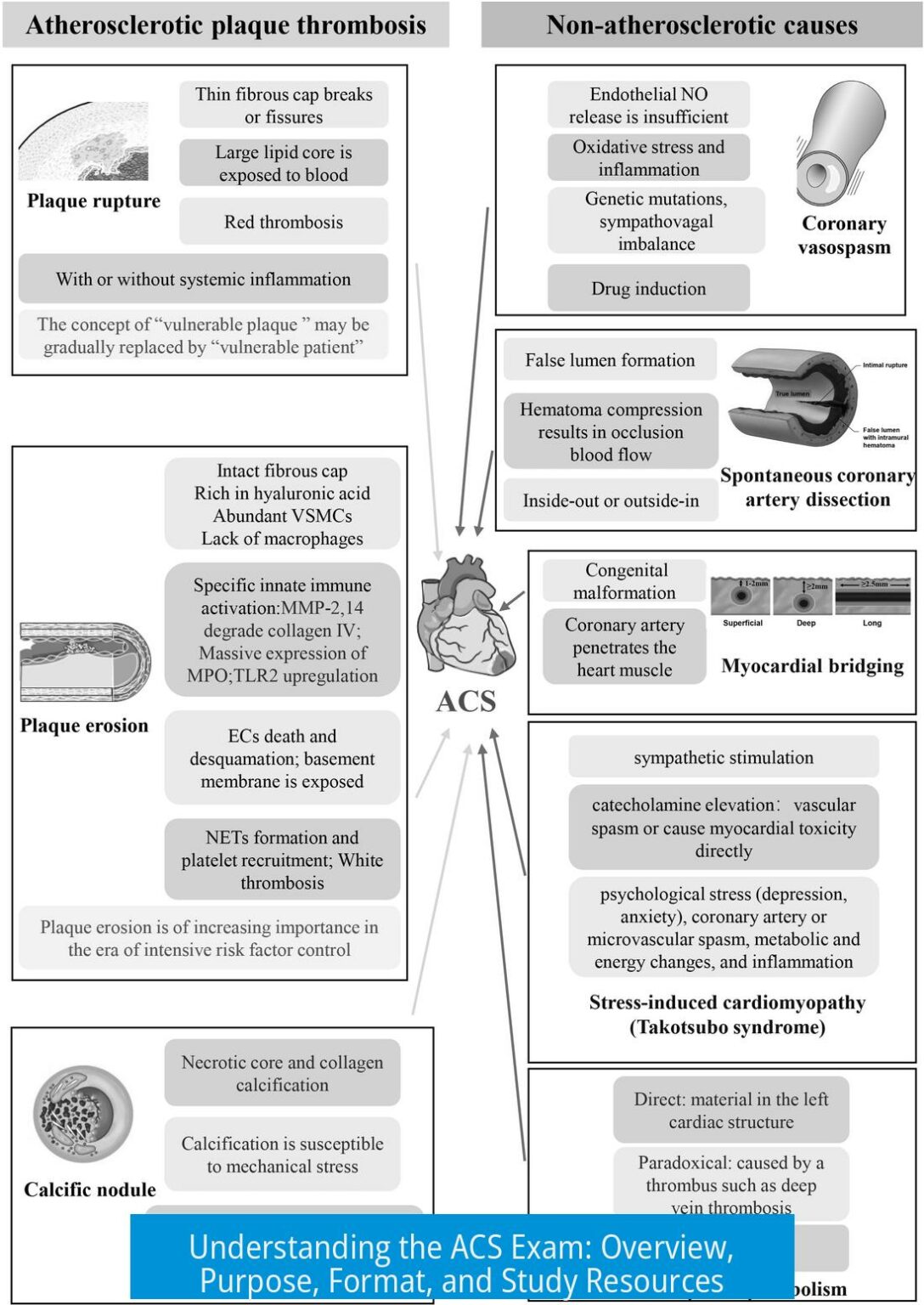 Understanding the ACS Exam: Overview, Purpose, Format, and Study ...