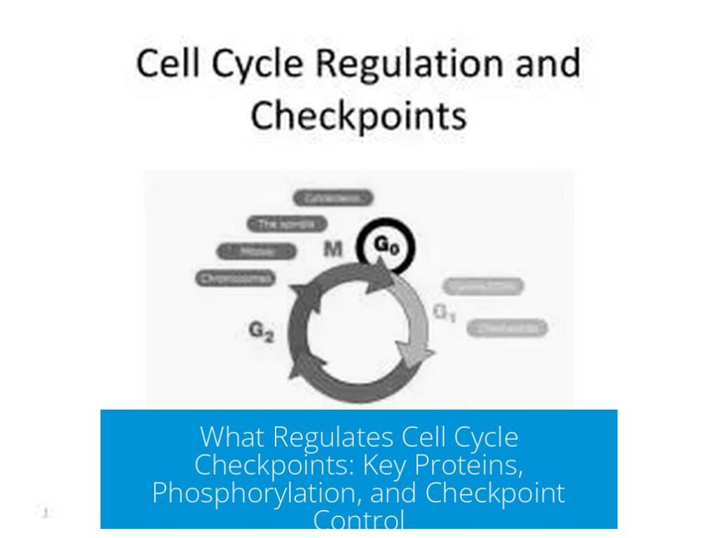 What Regulates Cell Cycle Checkpoints: Key Proteins, Phosphorylation ...